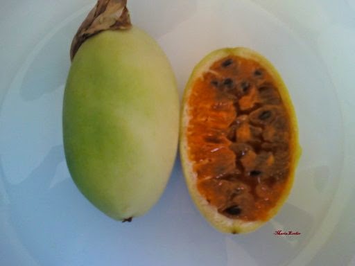 De tumbo en tumbo, por la vida | El Perro Rojo