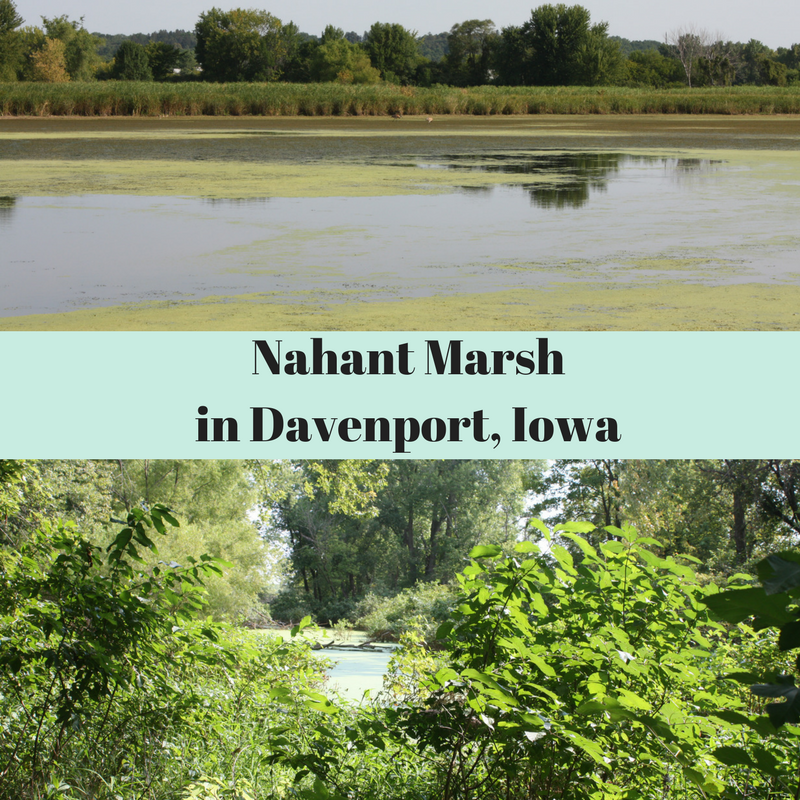 A Little Time and a Keyboard: Nahant Marsh in Davenport, Iowa