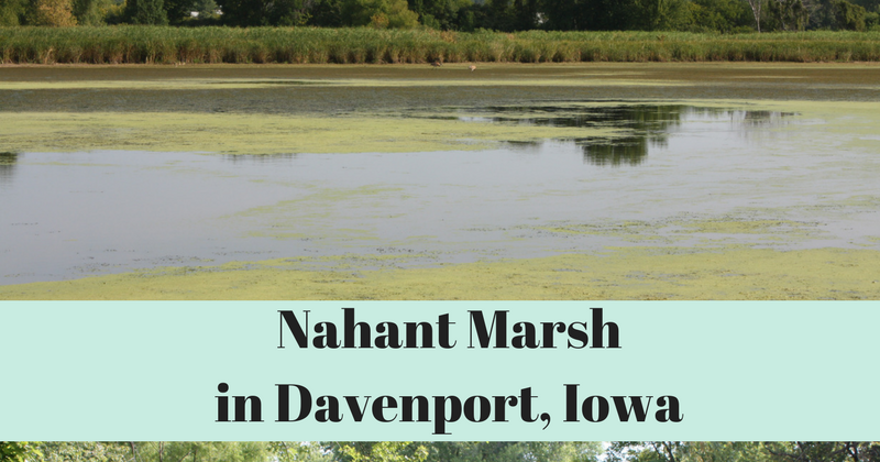 A Little Time and a Keyboard: Nahant Marsh in Davenport, Iowa