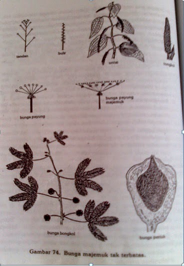isnaanjani: MORFOLOGI BUNGA