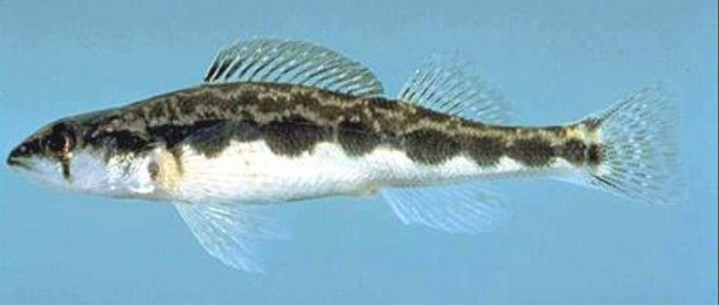 Virginia Tech Ichthyology Class : Appalachia Darter: An Endemic Black ...