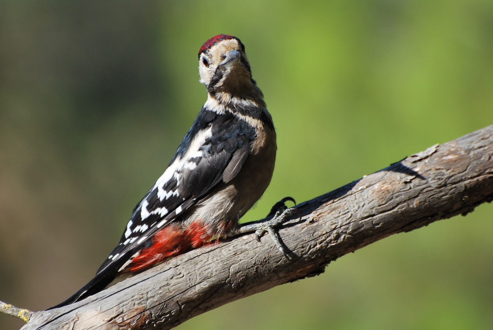 Aguaits i fotografies d'ocells a l'Espluga Calba: de setembre 2013