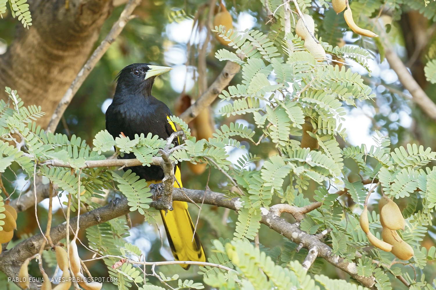 mis fotos de aves: Cassiculus melanicterus Cacique Mexicano Yellow ...