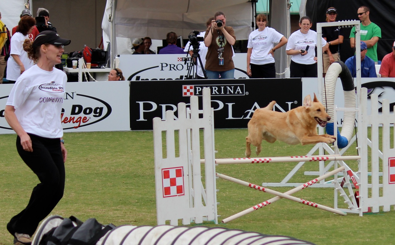 To Dog With Love: Watch the Purina Incredible Dog Challenge Finals on ...