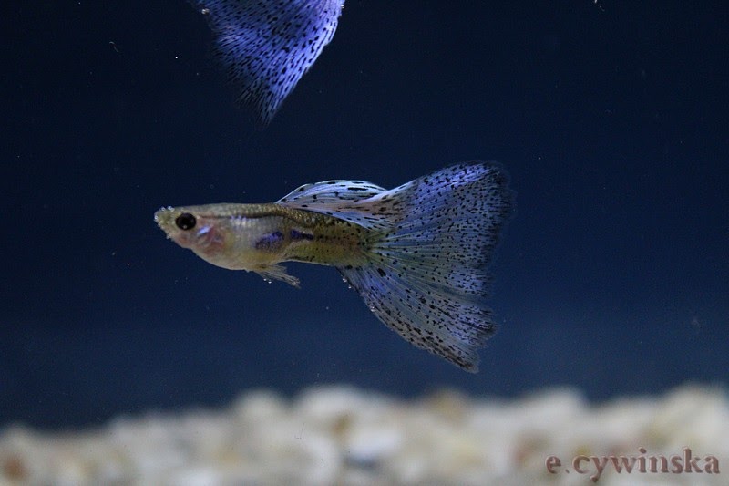 xiphophorus.pl: Gupiki blue grass