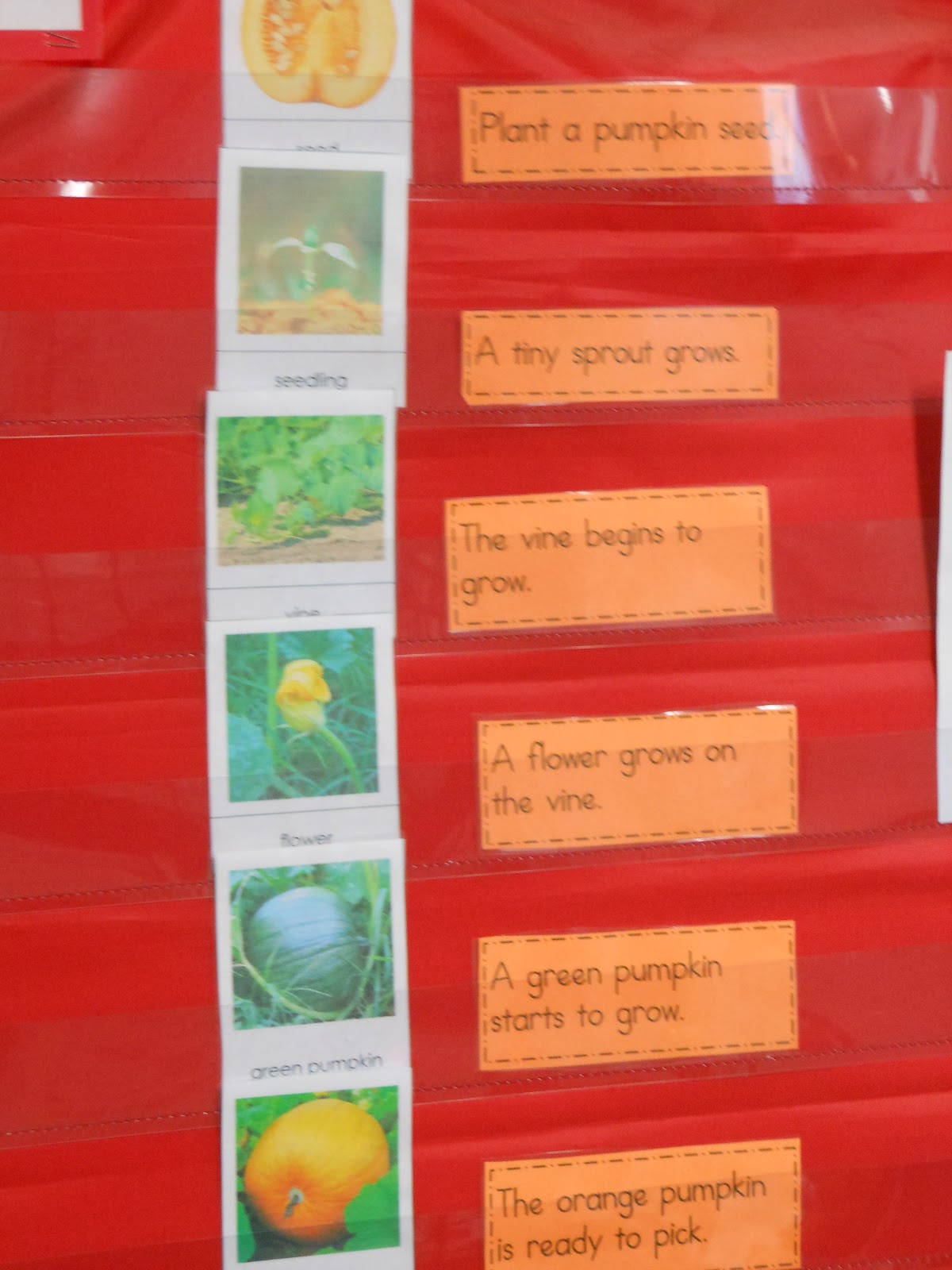 For the Love of First Grade: The Great Pumpkin Investigation