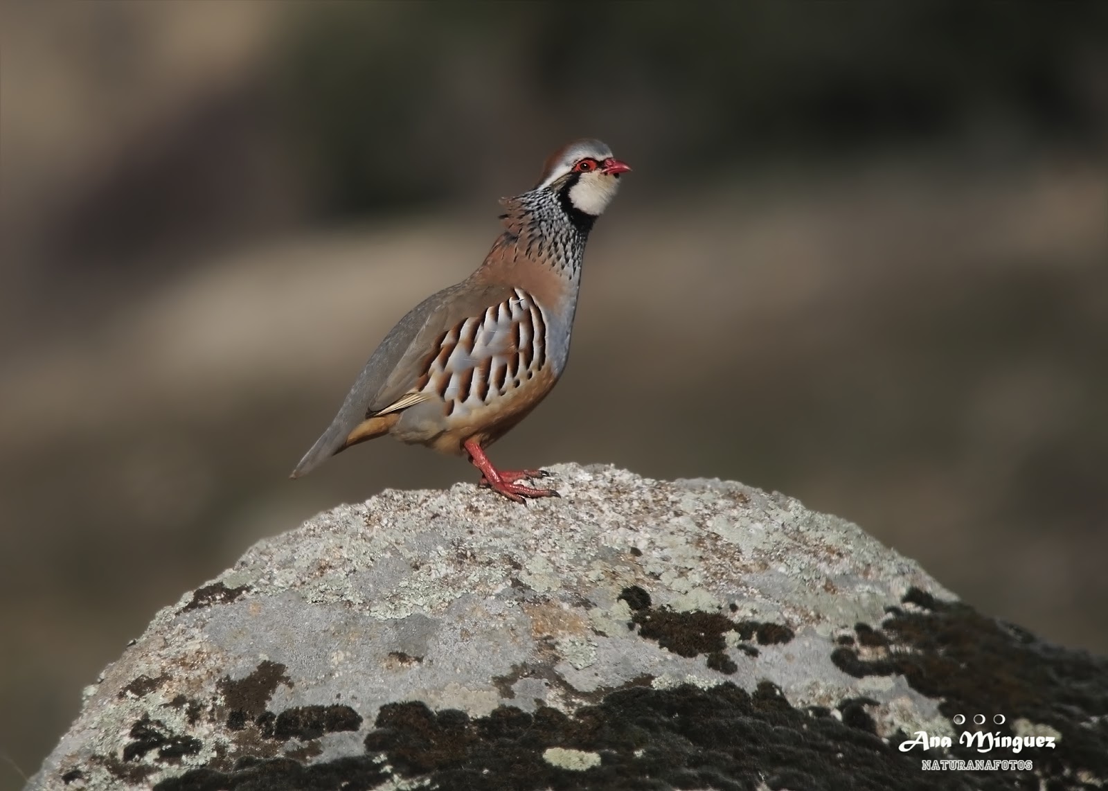 NATURANAFOTOS: marzo 2018