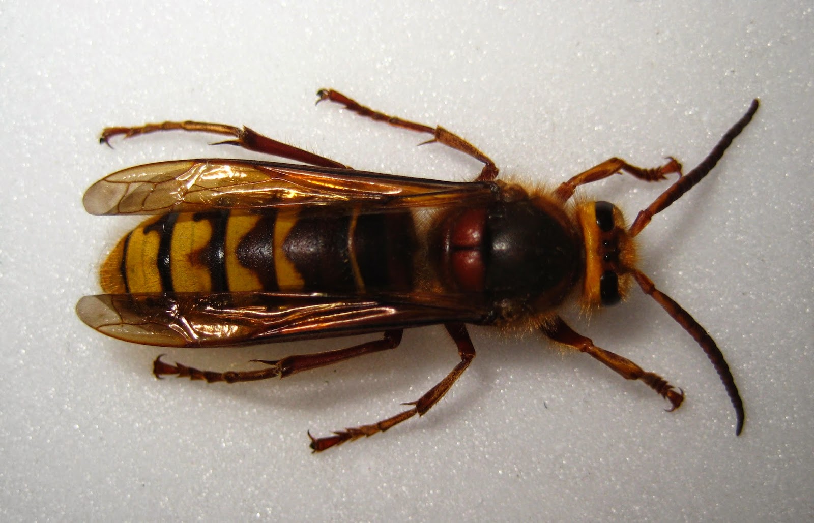 Insects of Britain: Hornet