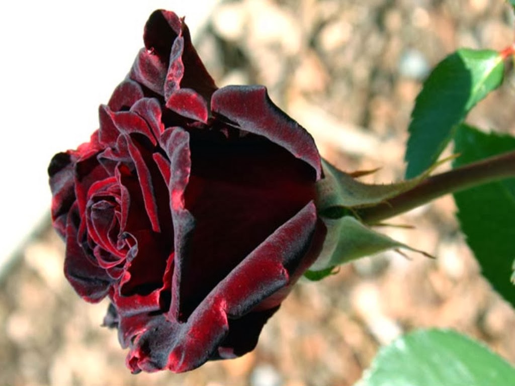 Pinceladas Actuales: La Rosa Negra de Halfeti, Turquia