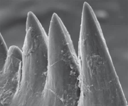 animals with Strange teeth - عالم المعرفة