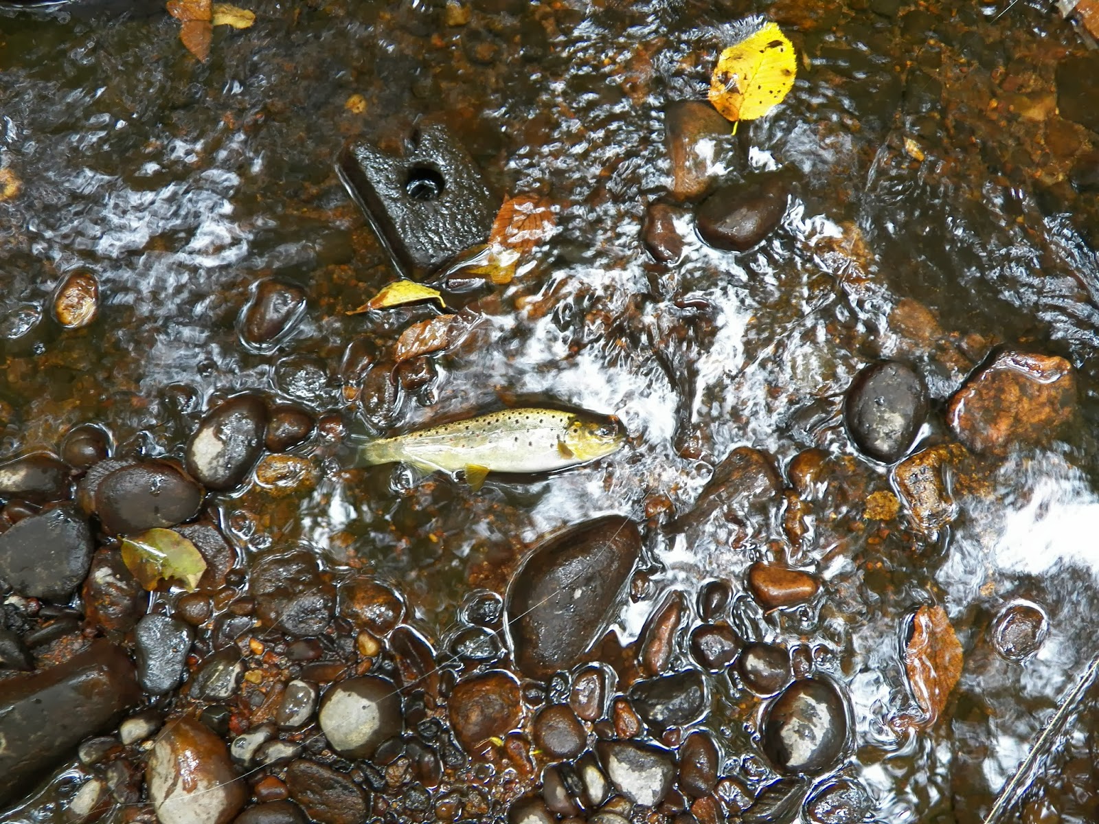 Connecticut Fly Angler: Roaring Brook Wild Trout