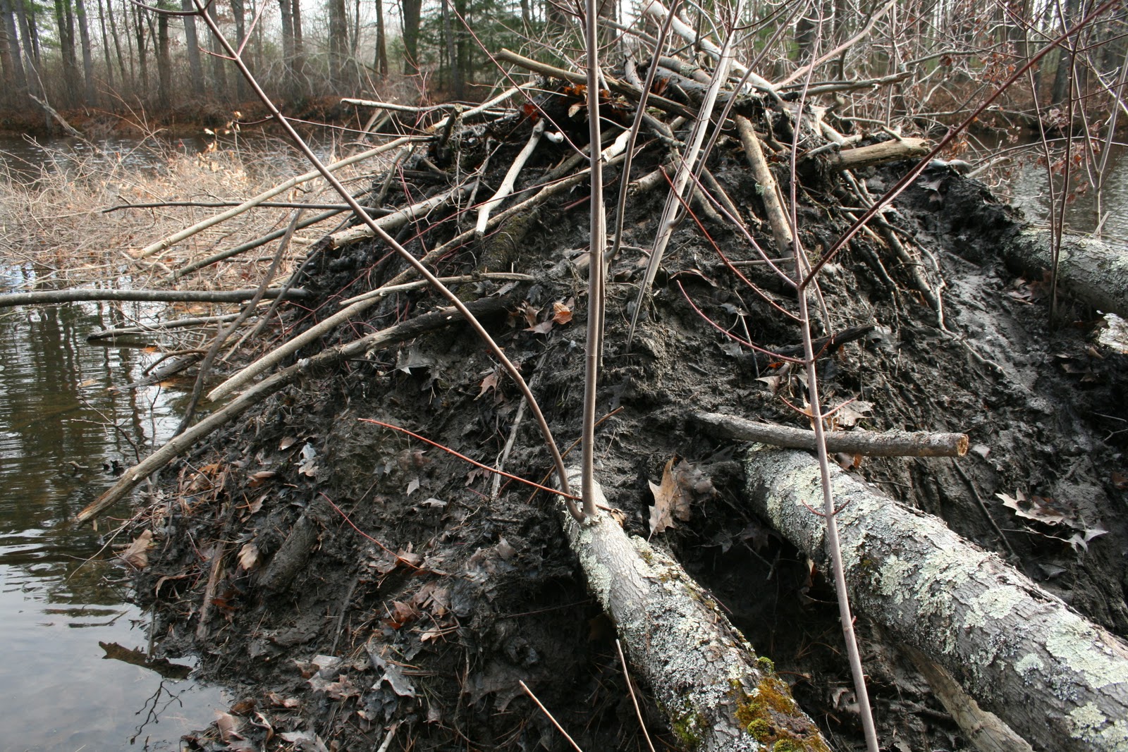 Spicebush Log: Beavers
