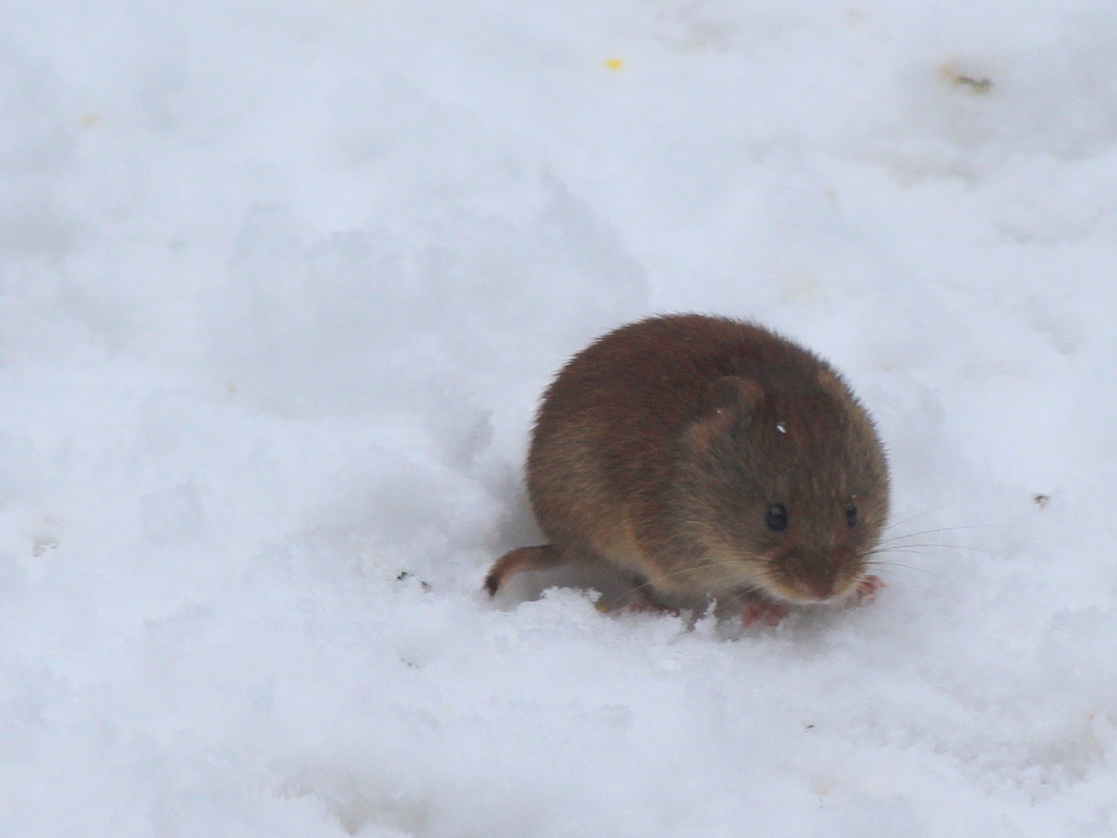 Dispatches from Can of Duck: The Unbearable Cuteness of Voles