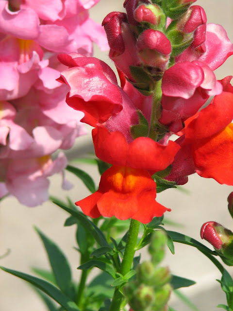SNAPDRAGON FLOWER photos - wallpapers | the fun bank