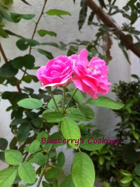 Blueberry's Cooking: The Paneer Rose