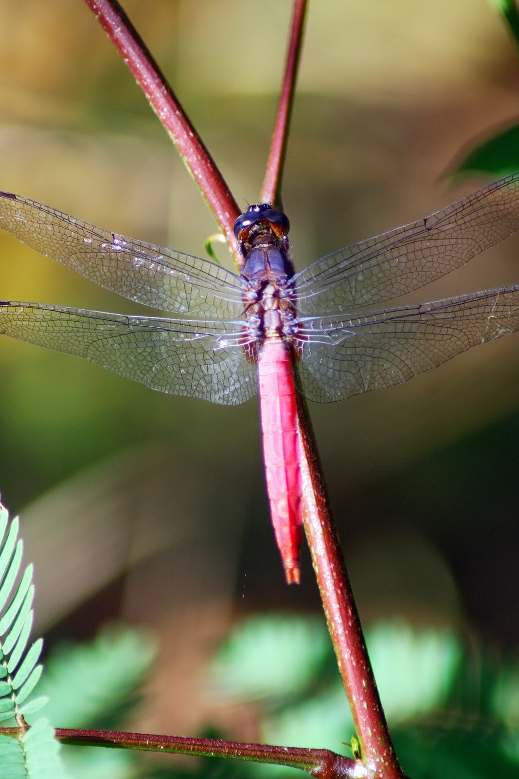 WildLife Photography