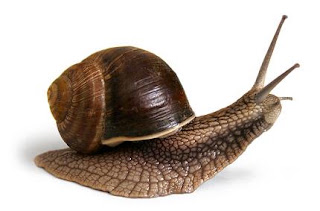 Apa Fungsi Cangkang Siput? | BIOLOGIPEDIA