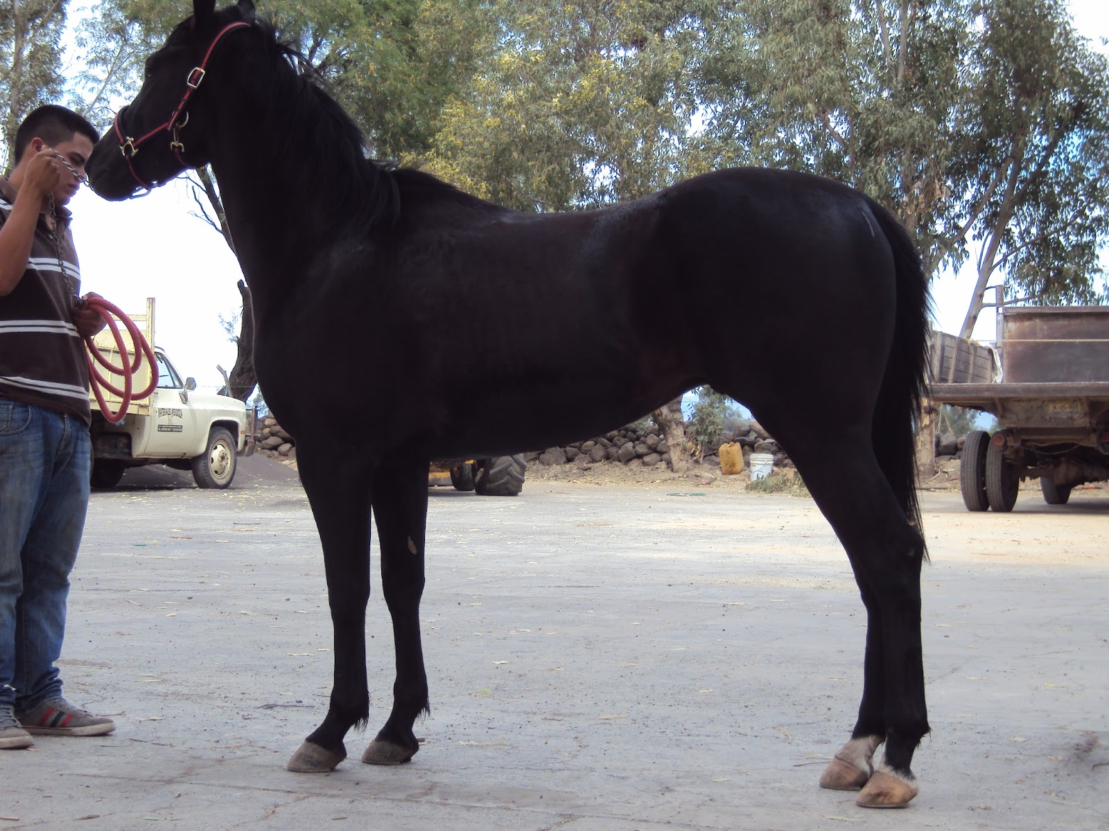 rancho mendoza: prieto azabache