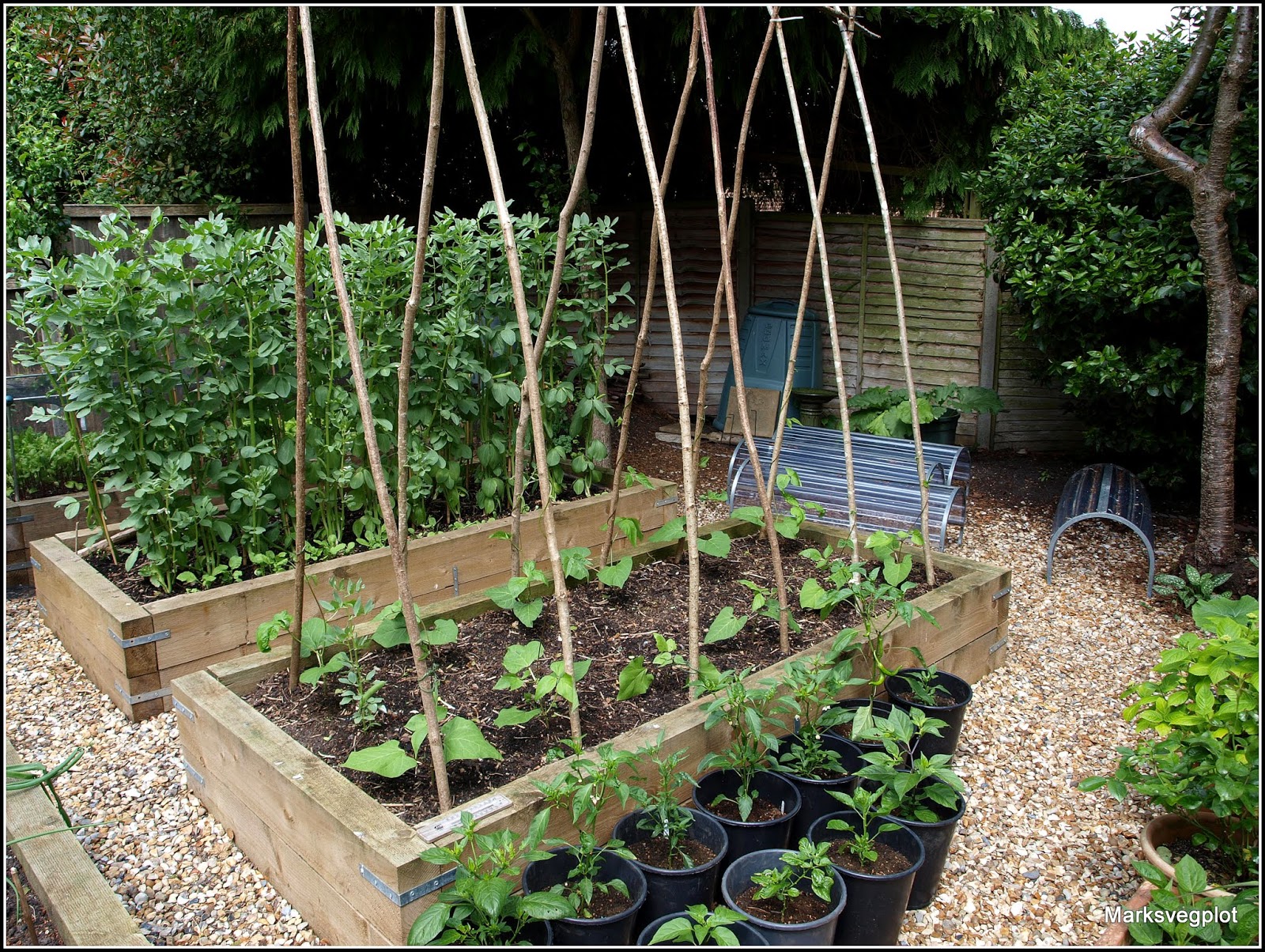 Mark's Veg Plot: Runner Beans - tips and a problem