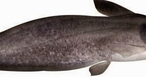 Ikan Sembilang Beracun Dan Bermanfaat - PENYULUH