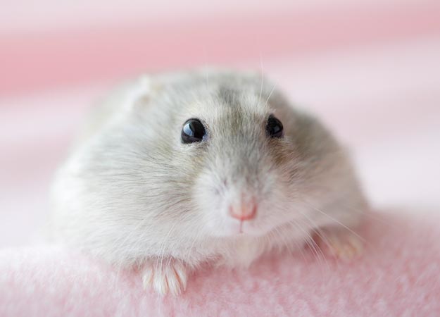 The Hamster Wildlife | The Wildlife