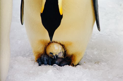 Riley's Animals: Emperor Penguins