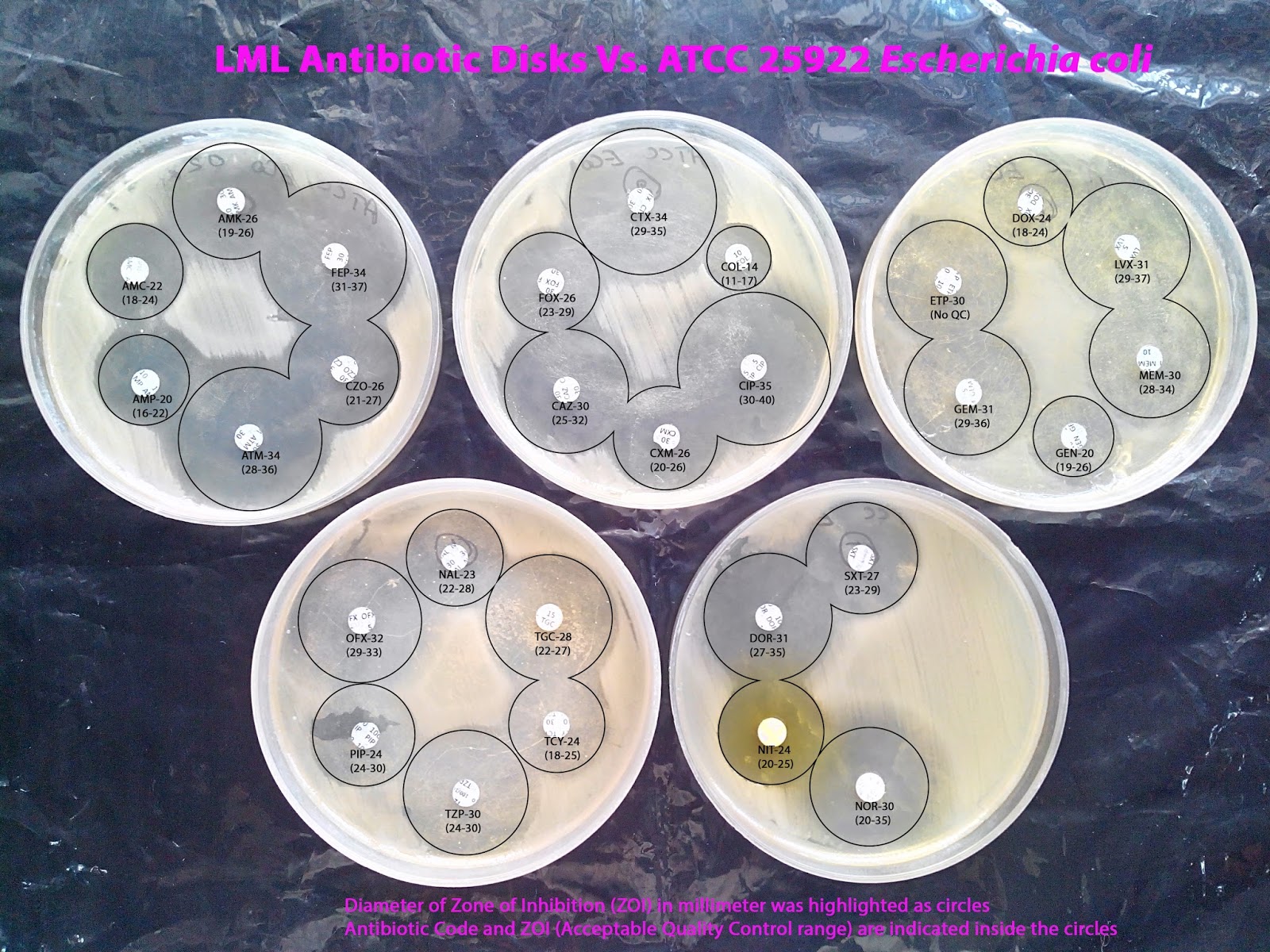 Lingam Microbiological Laboratory - The Professional Antibiotic Disk ...