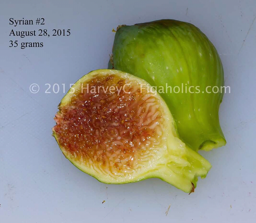 Syrian #2 Fig - Var Tin
