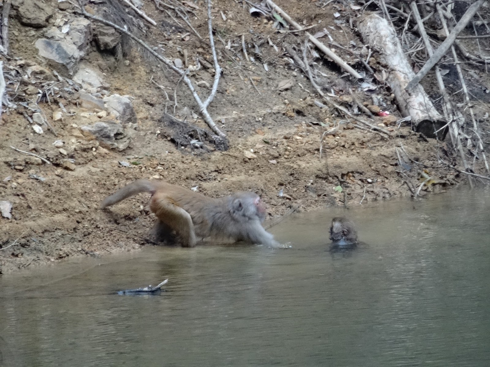 WEBS OF SIGNIFICANCE: Monkeys behaving badly -- and/or true to their ...