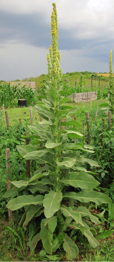 JeffCo Master Gardeners: Controlling Mullein in Your Landscape By Joyce ...