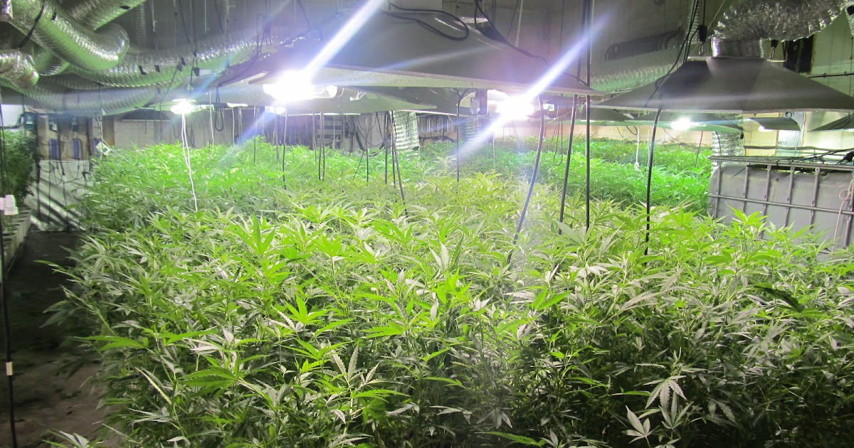 Desmantelan en Kareaga dos plantaciones de marihuana en las que había más de 1.500 plantas