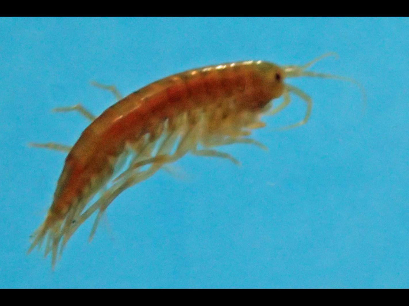 SOFT~HACKLE JOURNAL: A Close Look At Freshwater Scuds