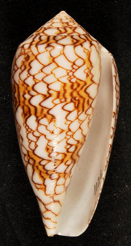 PALEO & GEO TOPICS: Comments by R. L. Squires: Cone Shells: Past and ...