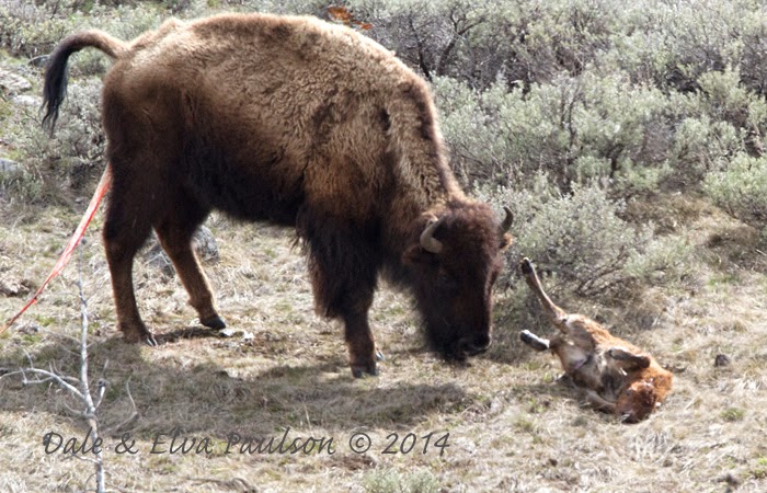Elva's Field Notes: A Bison Birth