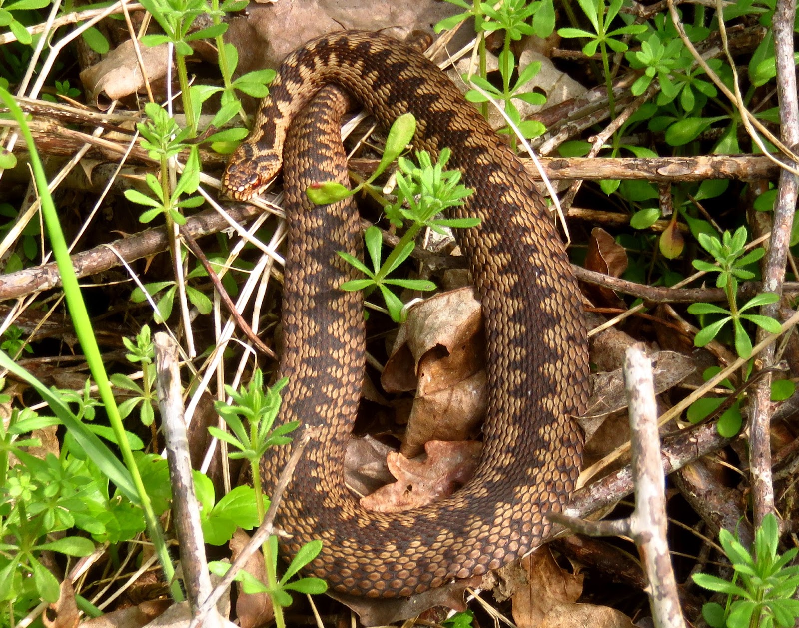 MERSEA WILDLIFE: CUDMORE CROSSBILL