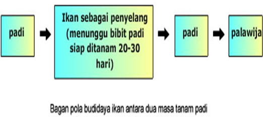 Aswar Sharing: Budidaya Ikan Sistem Mina Padi