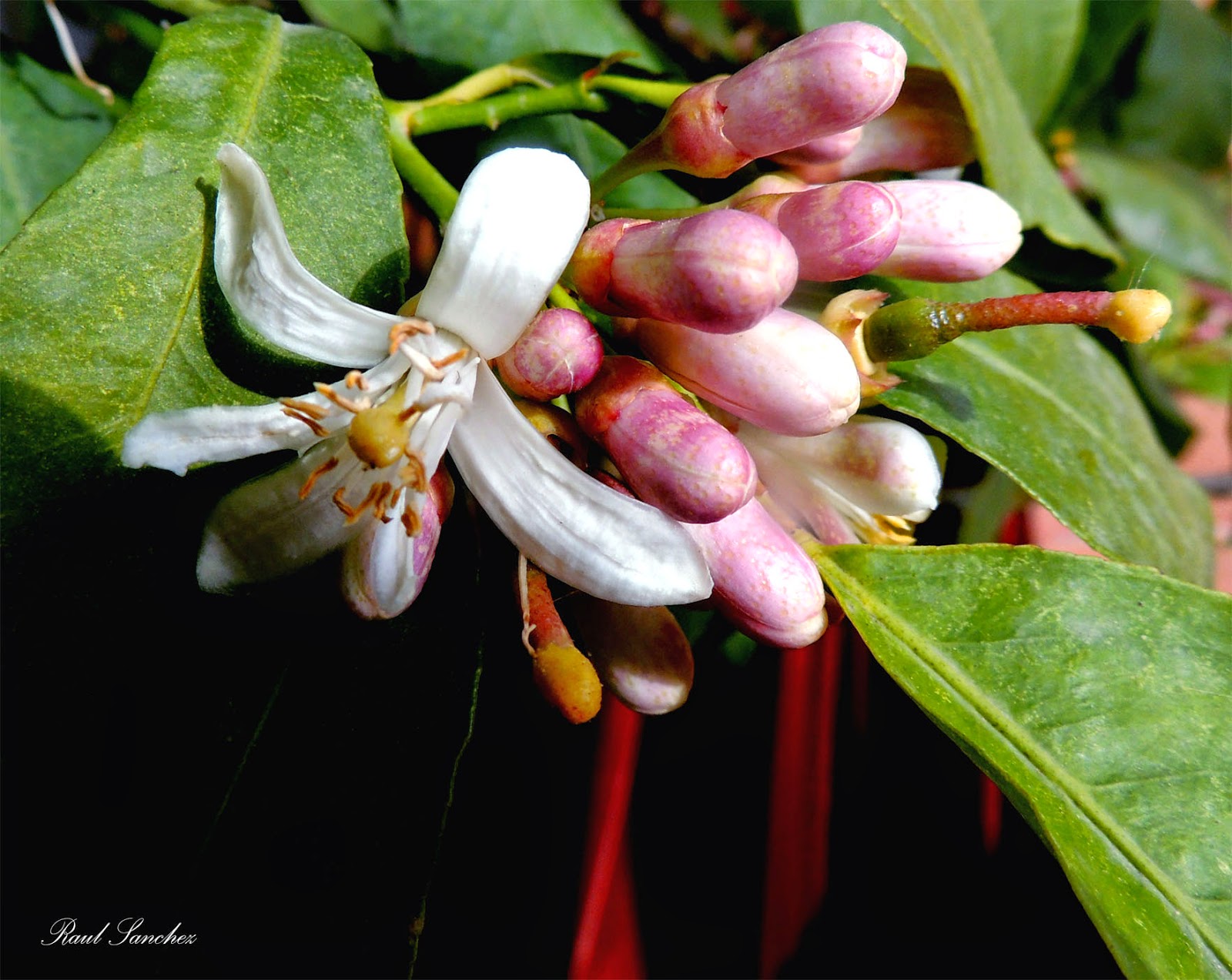 Flores y Plantas: flor del Limonero