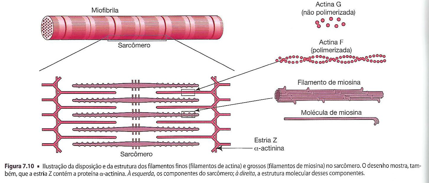 Ilustração da disposição e da estrutura dos filamentos finos ...
