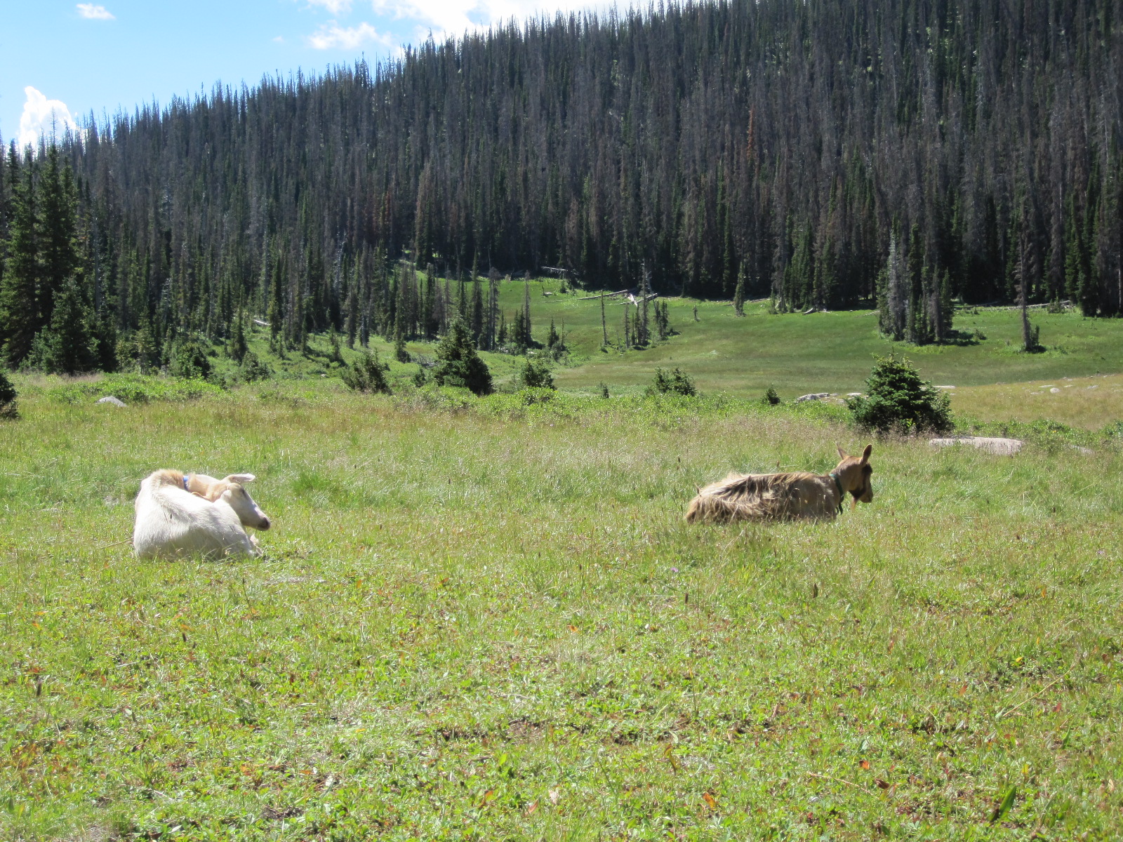 The Adventures of Todd and Beth: Elk Hunting with the Pack Goats