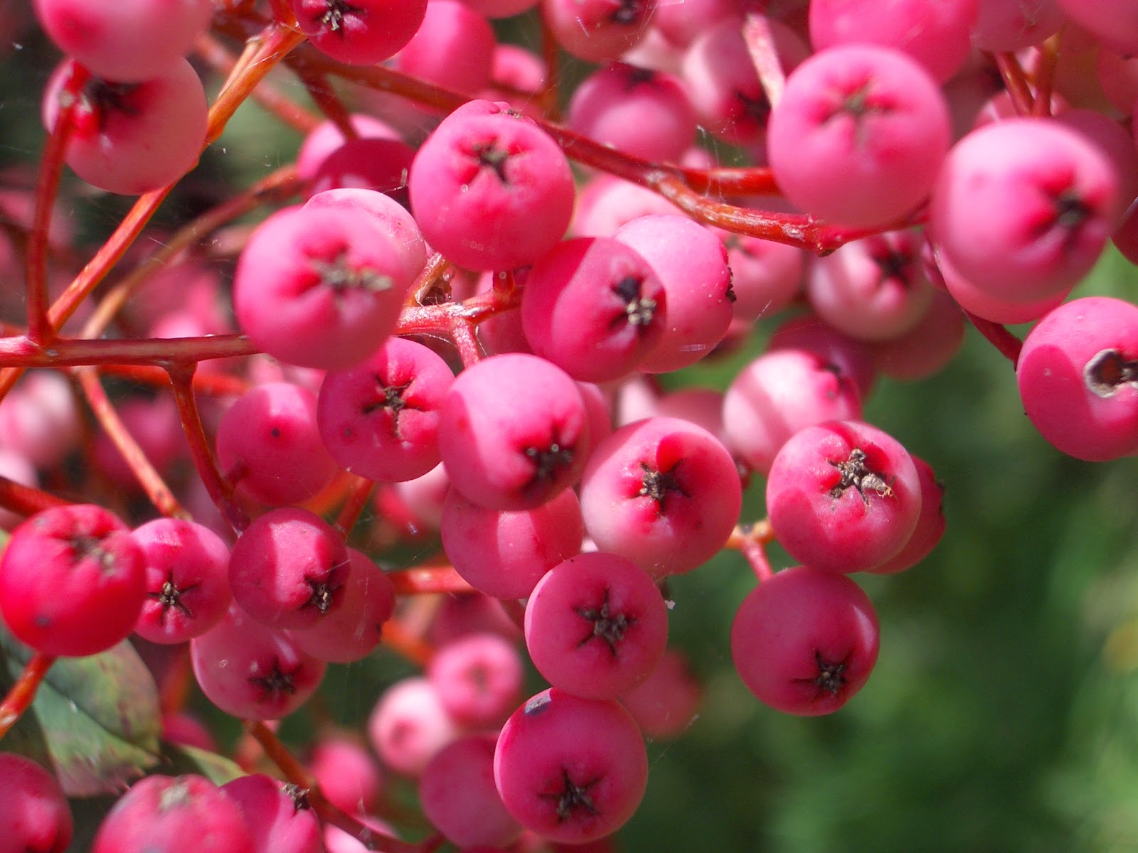 Trees Planet: Sorbus hupehensis - Hubei Rowan - Hupeh Rowan