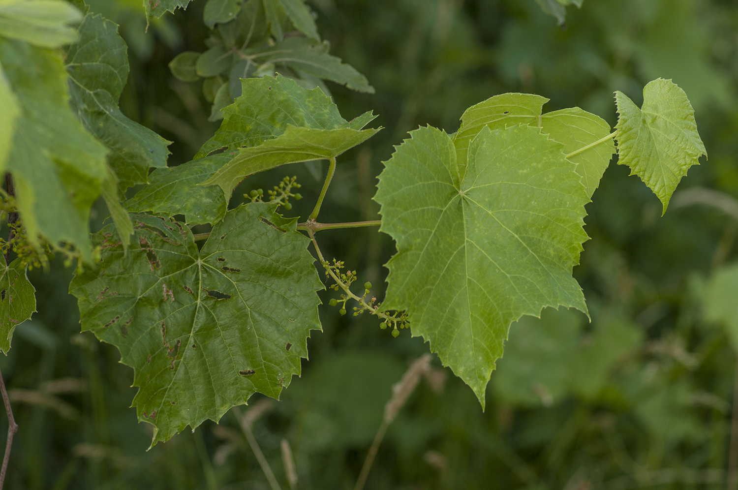 Nature photos from an Amateur Naturalist: Nyírábrány, Hungary ...