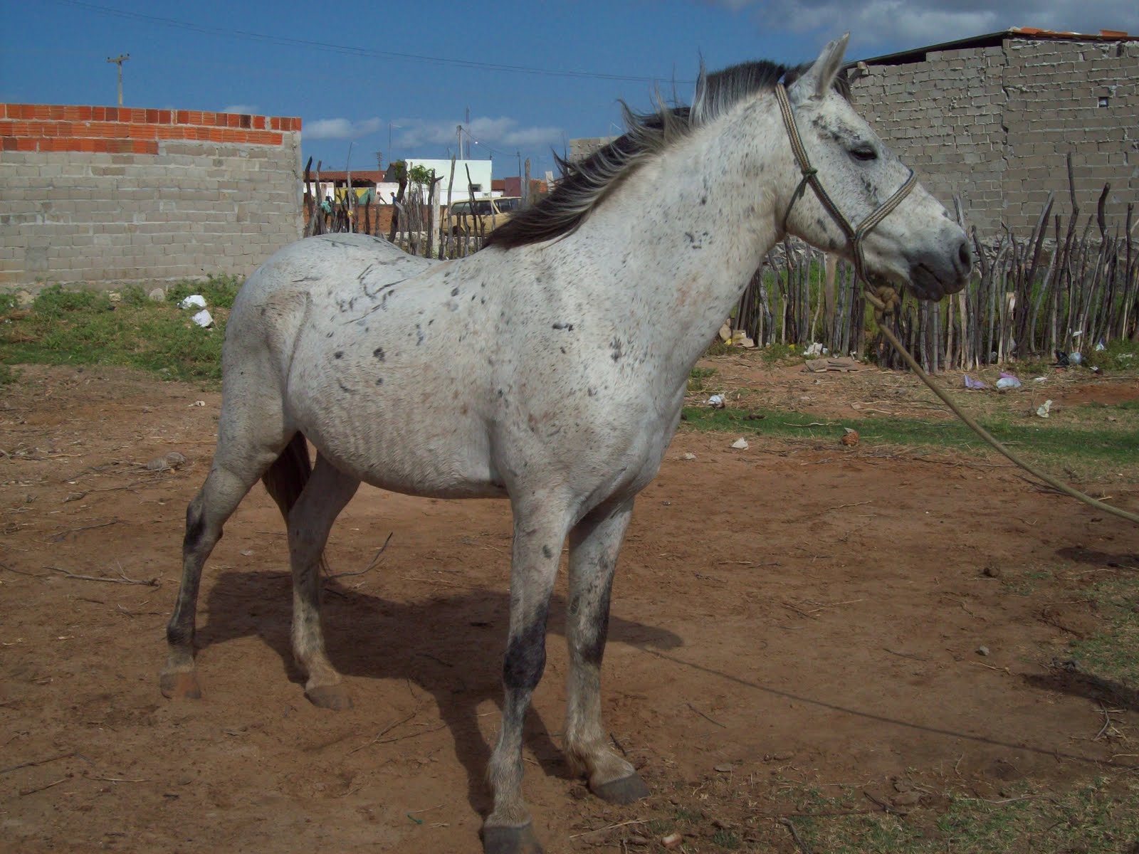 CAVALO NORDESTINO: Reprodutor da Margem do Lago de Sobradinho