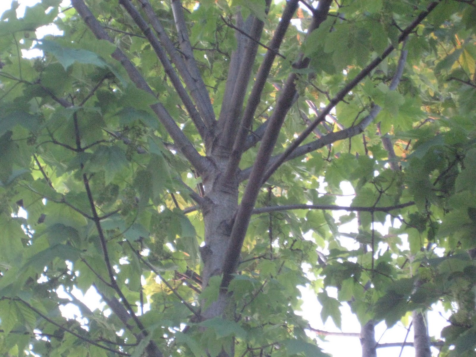 Living on a Finite Planet: Tree Problem 2: A pair of Sycamore Maples
