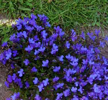 LOBELIJA--Lobelia erinus