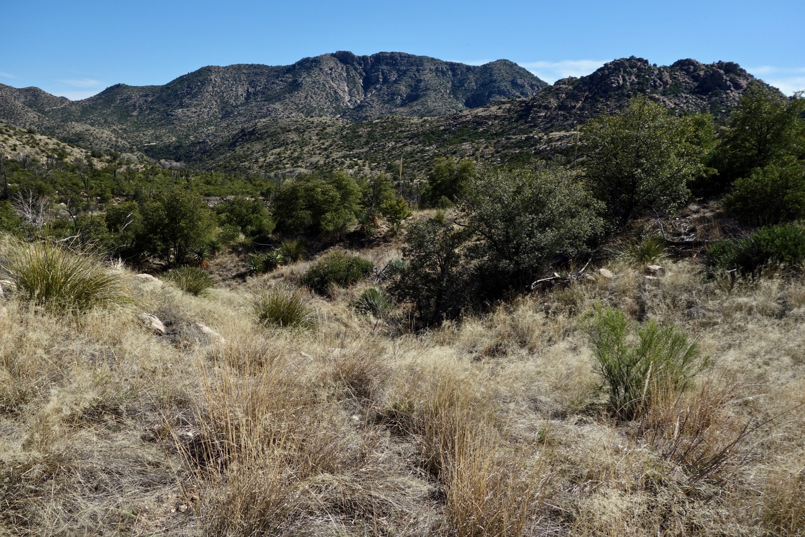 Earthline: The American West: Box Camp Trail, Pusch Ridge Wilderness
