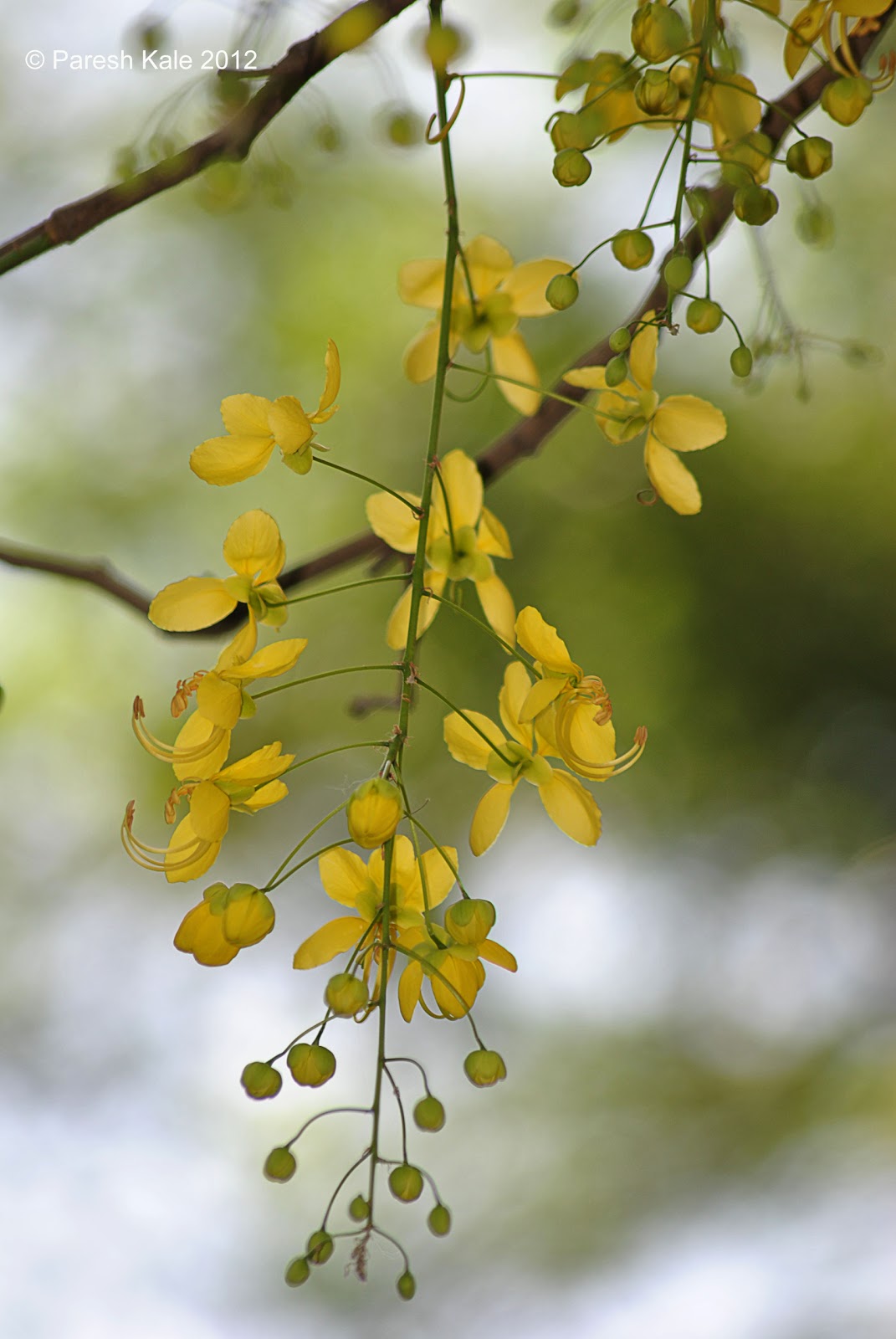 रुबाई - Rubaai: Flowering trees - Cassia fistula (बहावा)