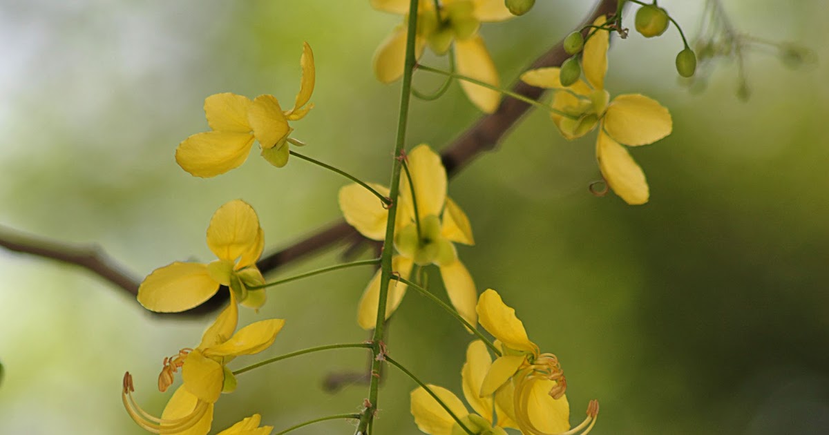 Nature @ IIT Bombay: Flowering trees - Cassia fistula (बहावा)