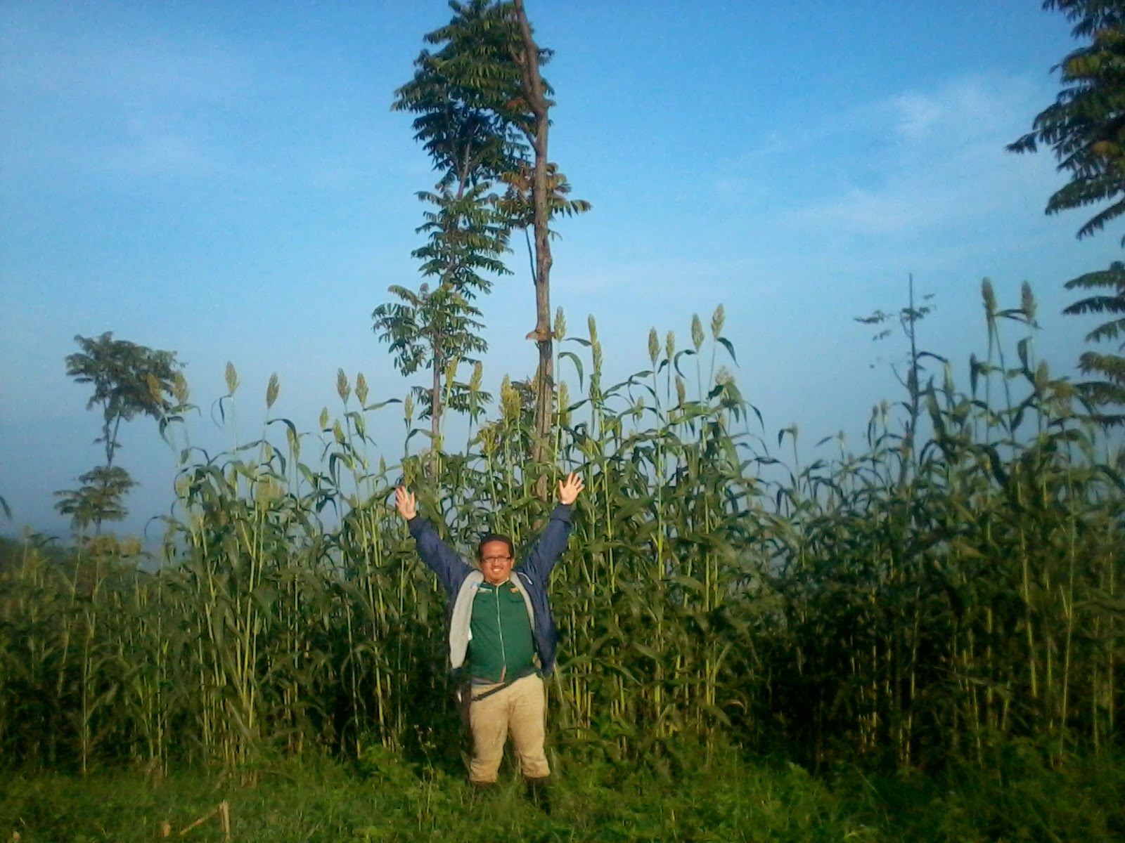 Dunia Peternakan Sapi: Jenis-Jenis Sorgum