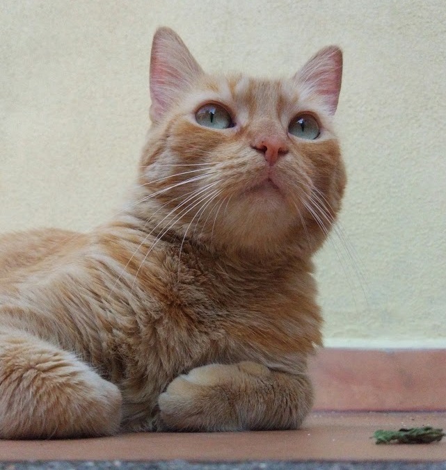 Caldero de Murias: Proyectiles (Evolución)