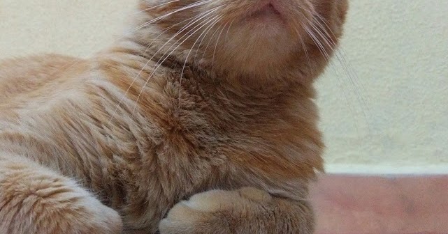 Caldero de Murias: Proyectiles (Evolución)